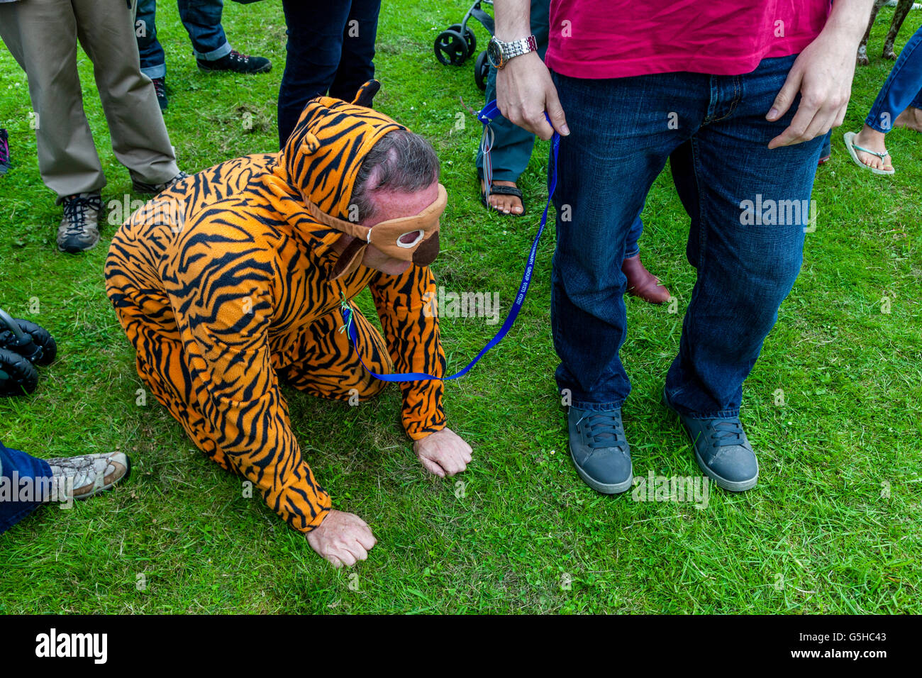 A Man Dressed In A Tiger Costume Takes Part In a Dog Show, Kingston ...
