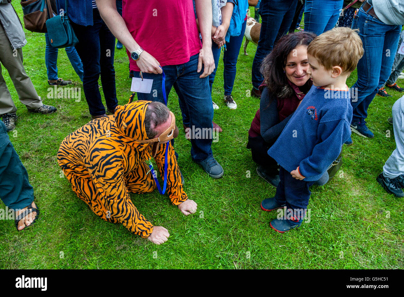 A Man Dressed In A Tiger Costume Takes Part In a Dog Show, Kingston ...