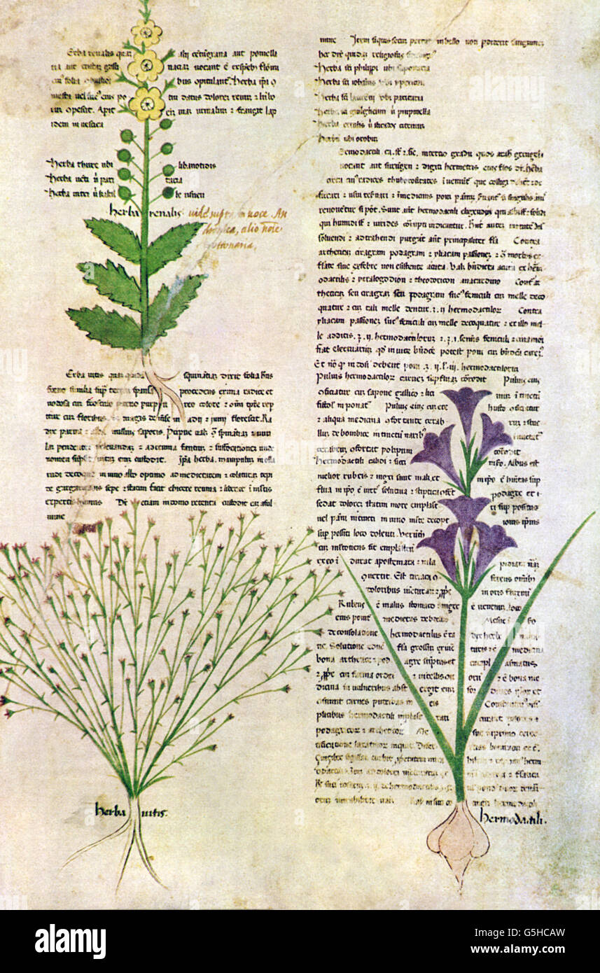 botany, herb, page from a medieval herbal, print, garlic, plant, plants ...