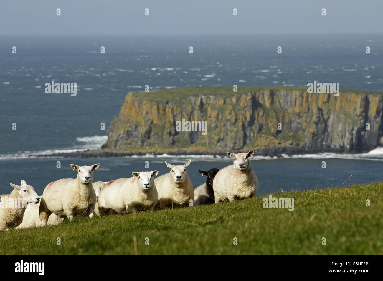 Sheep in front of sheep island in antrim hi-res stock photography and ...