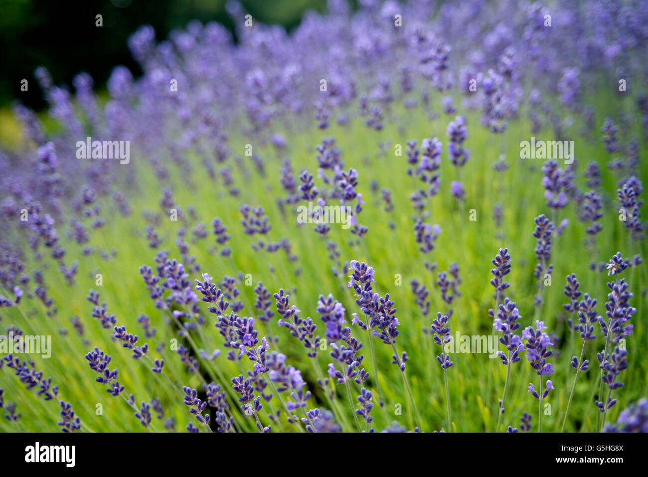 Munstead lavender hi-res stock photography and images - Alamy