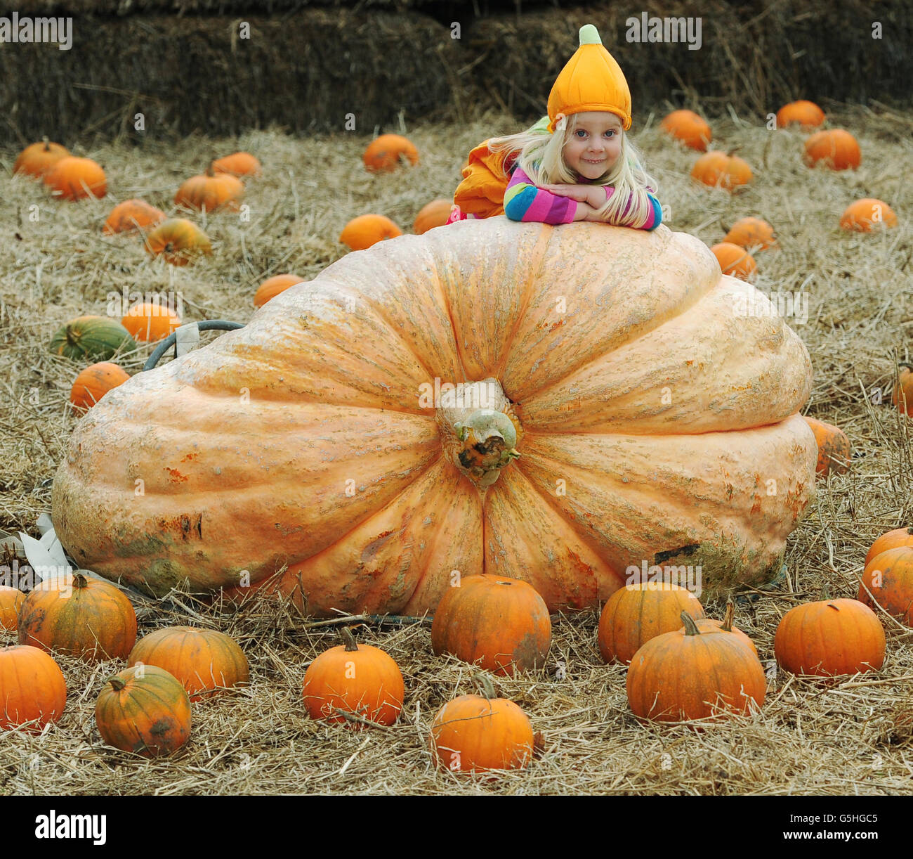 Sits on a giant pumpkin weighing 1 hi-res stock photography and images ...