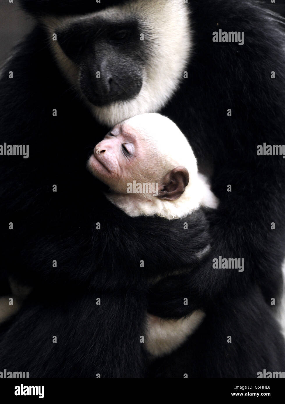 Monkey breeding program hi-res stock photography and images - Alamy
