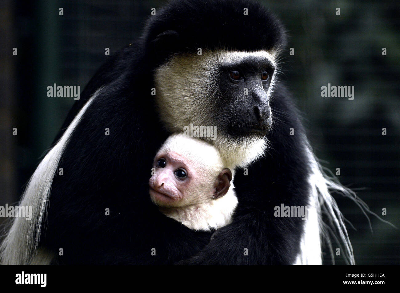 Monkey Breeding Program High Resolution Stock Photography and Images ...