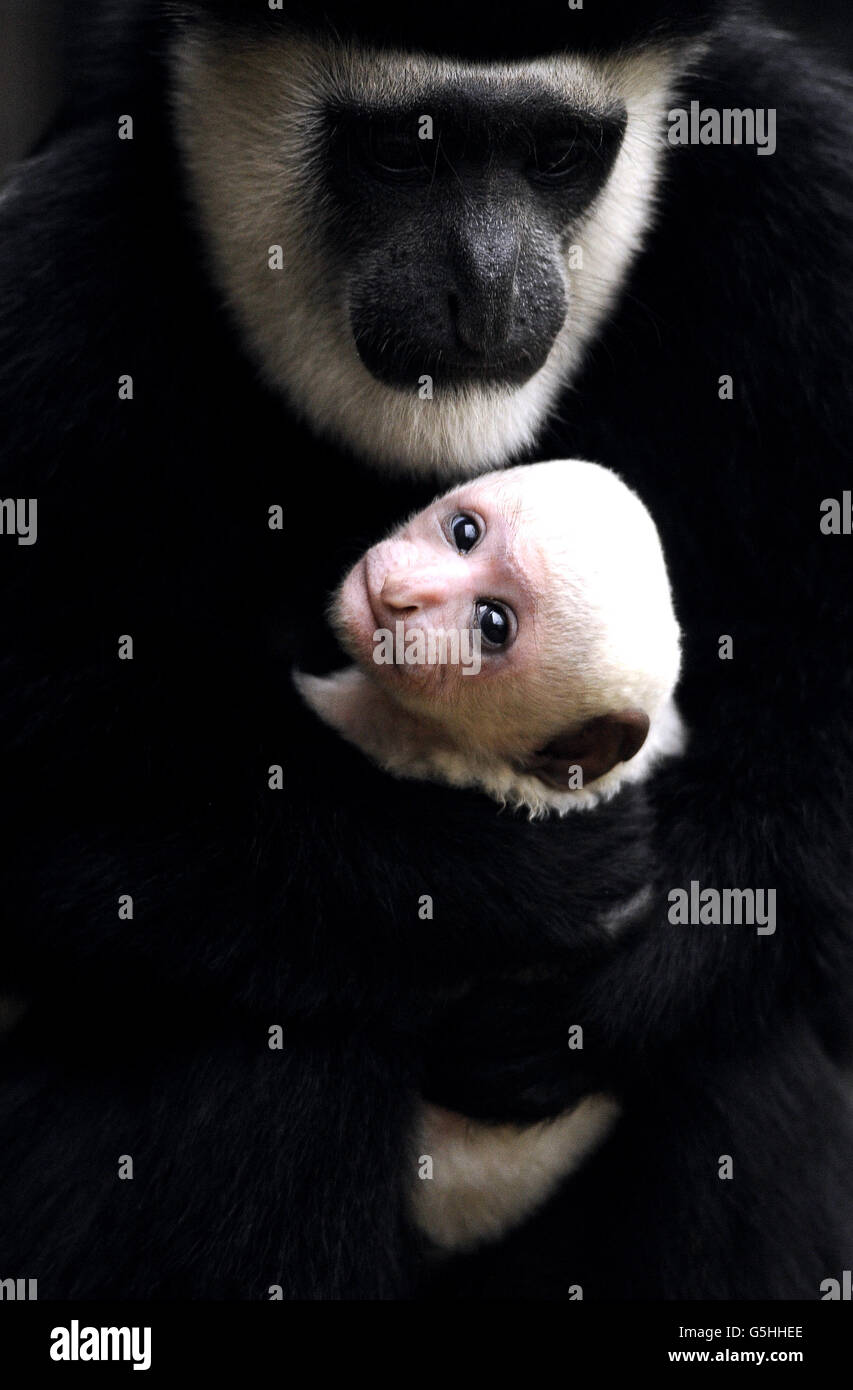Colobus monkeys group hi-res stock photography and images - Alamy