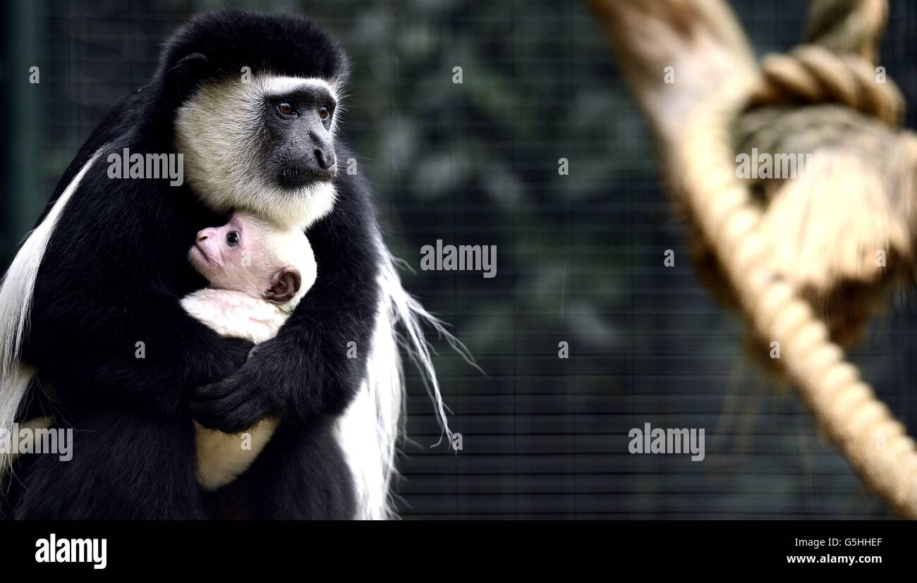 Monkey breeding program hi-res stock photography and images - Alamy