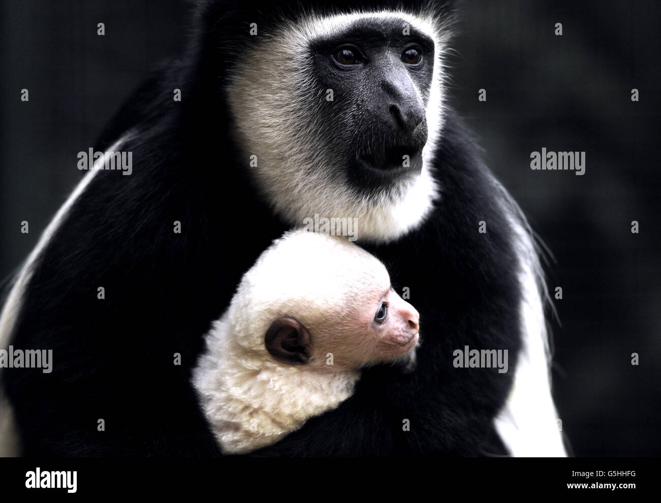 Colobus Monkeys Group High Resolution Stock Photography and Images - Alamy