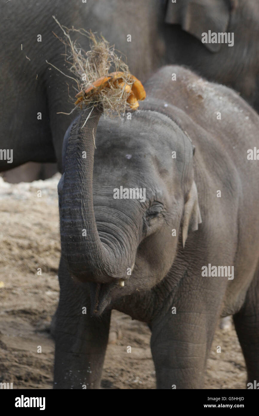 Asha, Dublin Zoo's youngest female elephant attempts to break a pumpkin ...