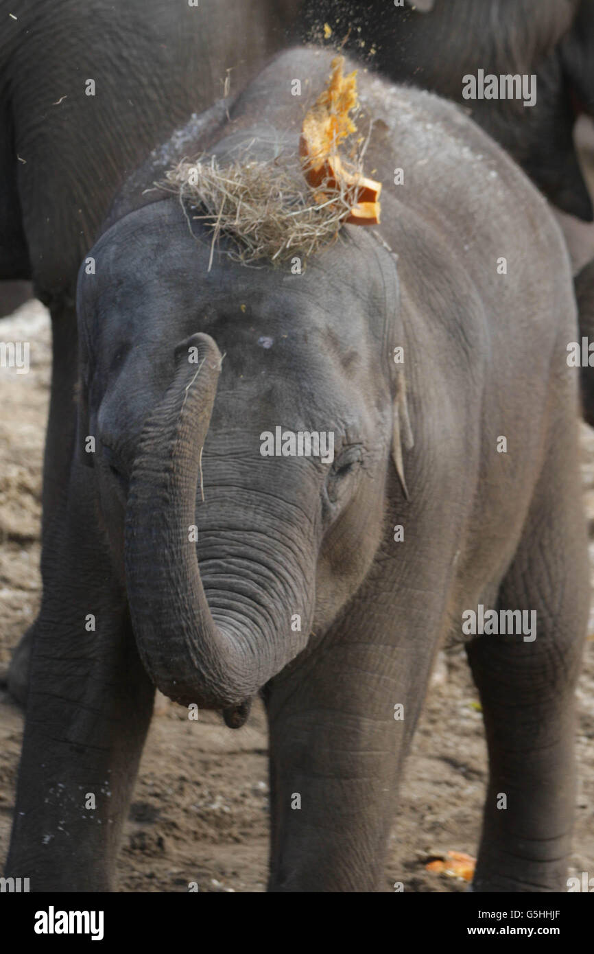 Asha, Dublin Zoo's youngest female elephant attempts to break a pumpkin ...