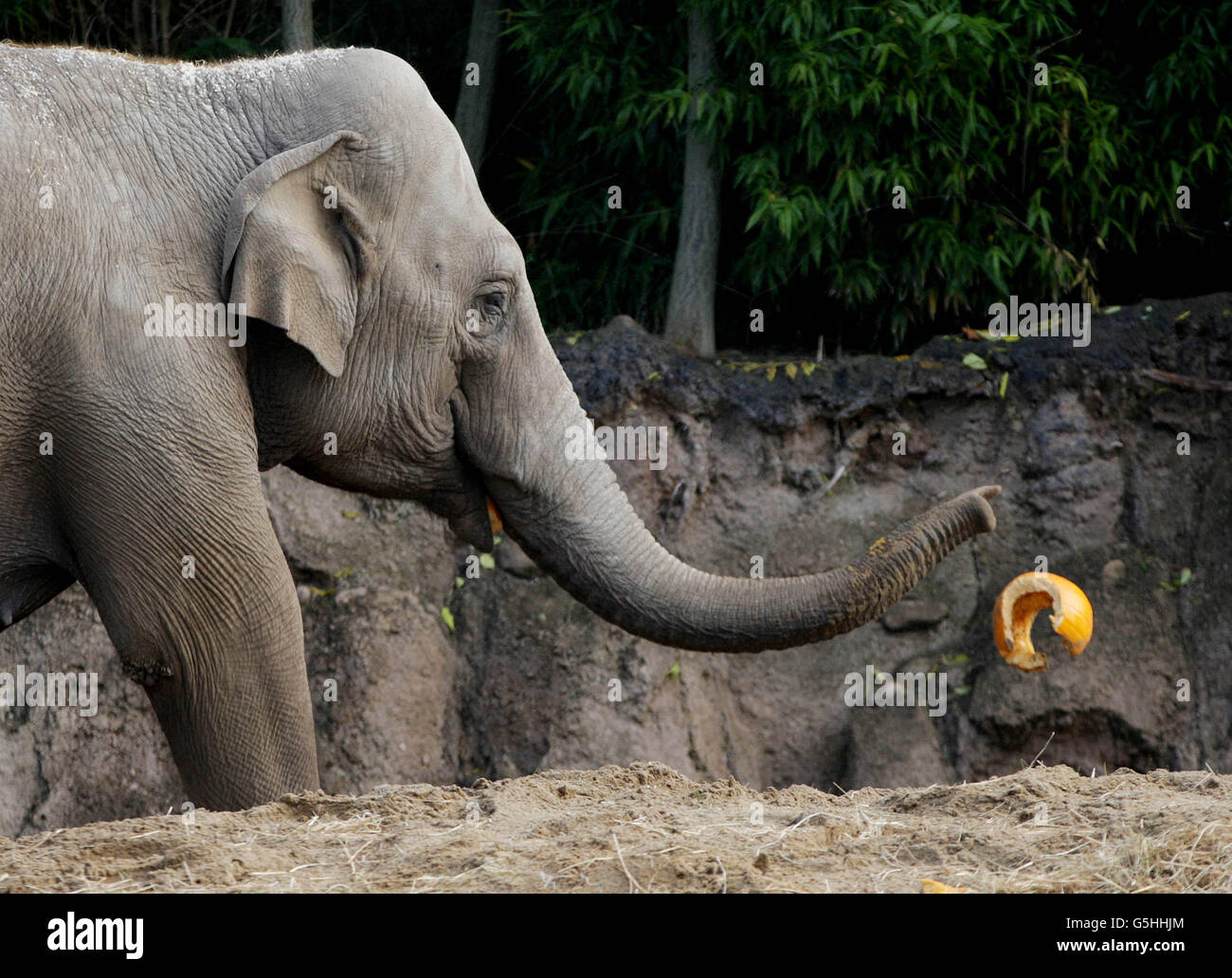 Dublin Zoo elephants Stock Photo - Alamy
