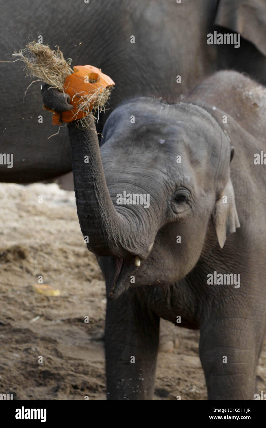 Asha, Dublin Zoo's youngest female elephant attempts to break a pumpkin ...