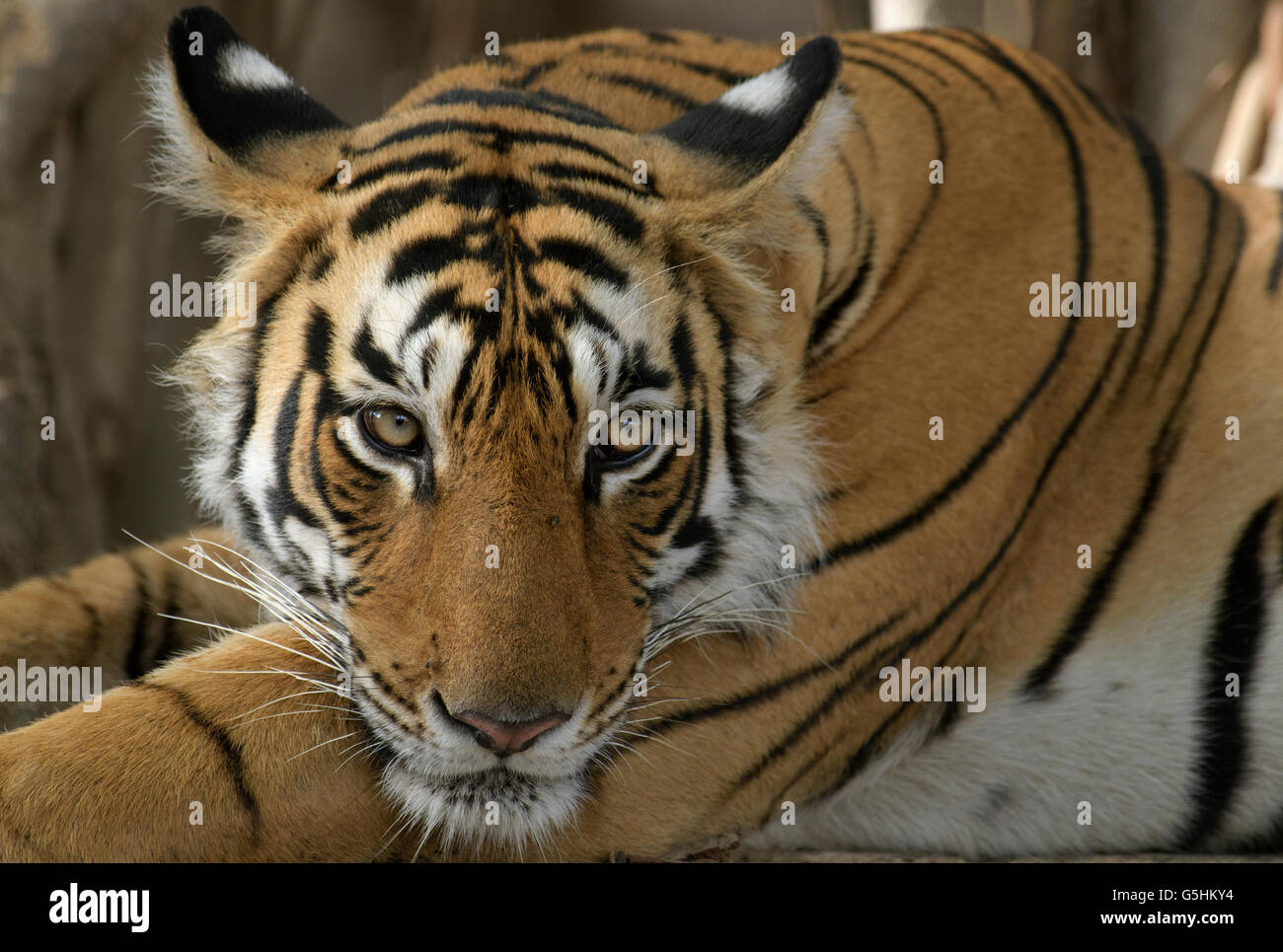 Portrait of a tigress called Arrowhead in Ranthambhore National Park ...