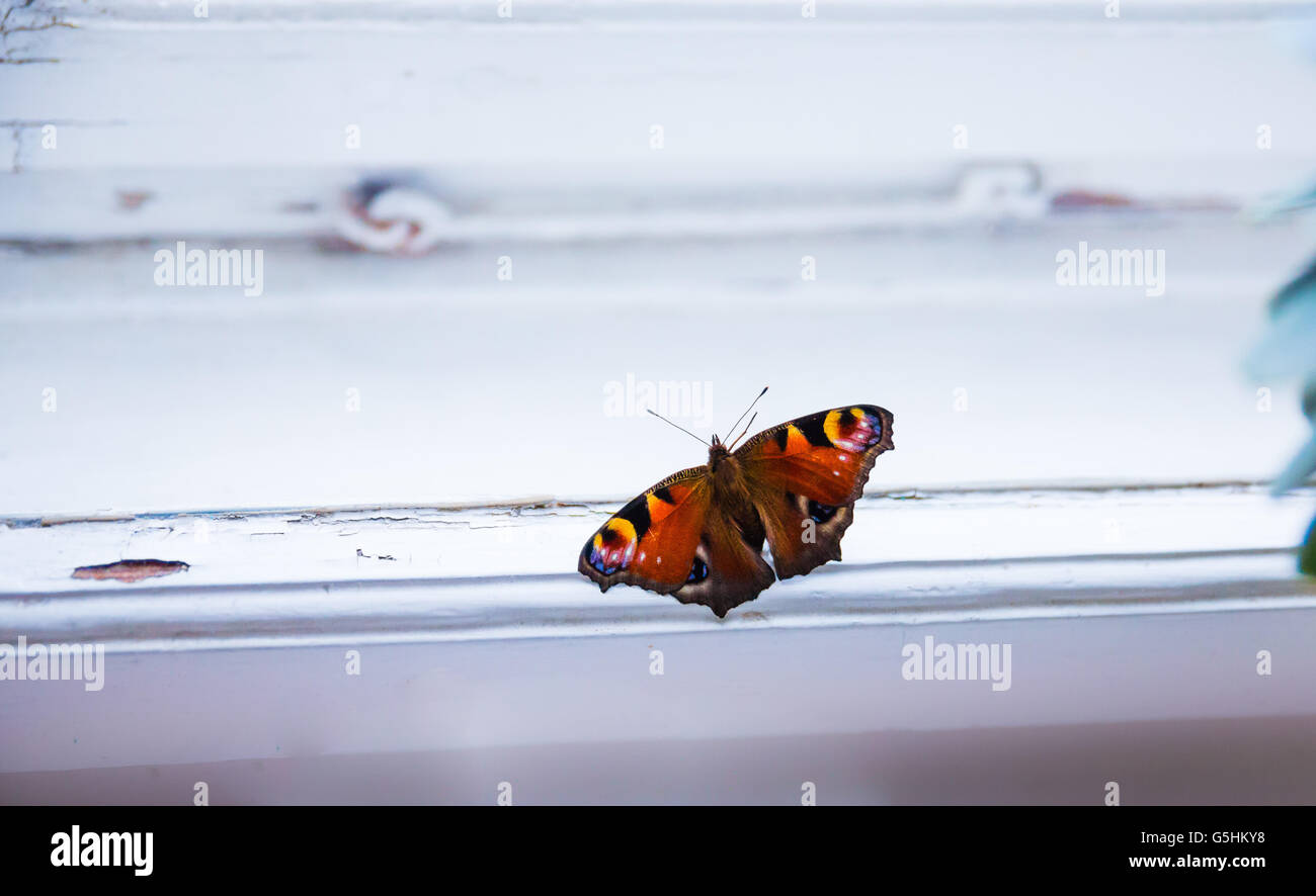peacock butterfly window Stock Photo - Alamy