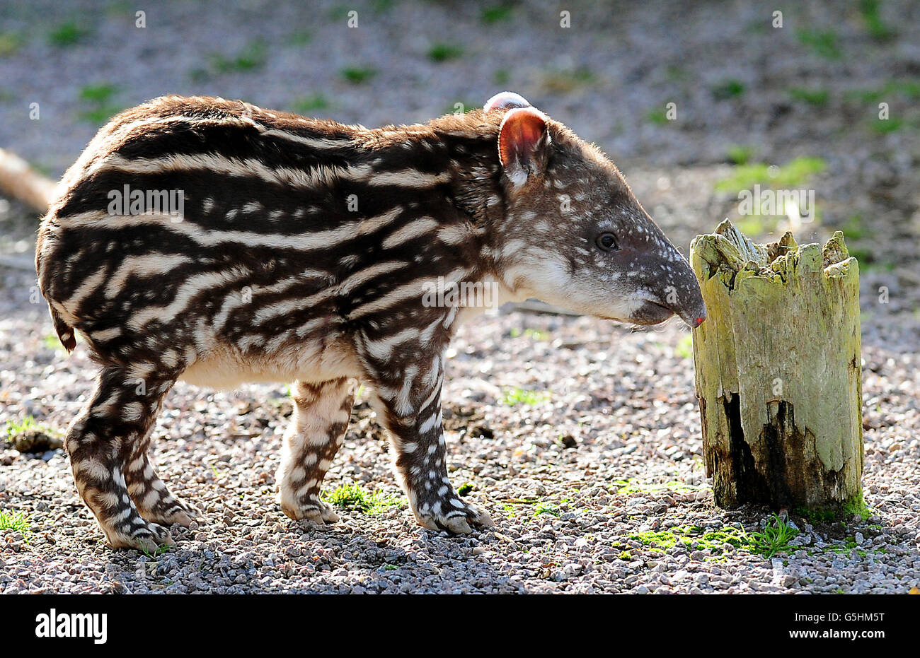 Twycross zoo baby tapir hi-res stock photography and images - Alamy