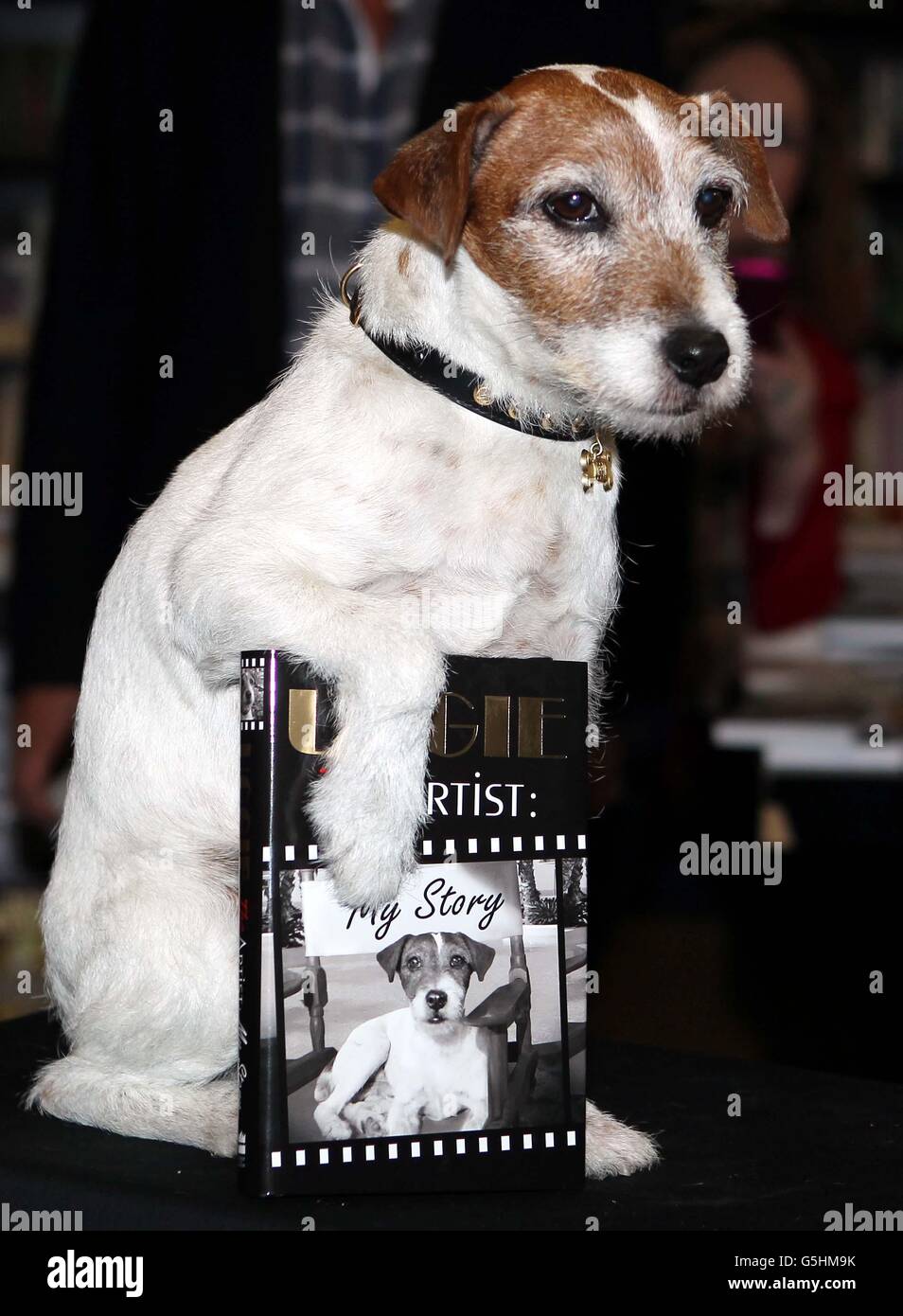 Uggie the dog book signing Stock Photo - Alamy
