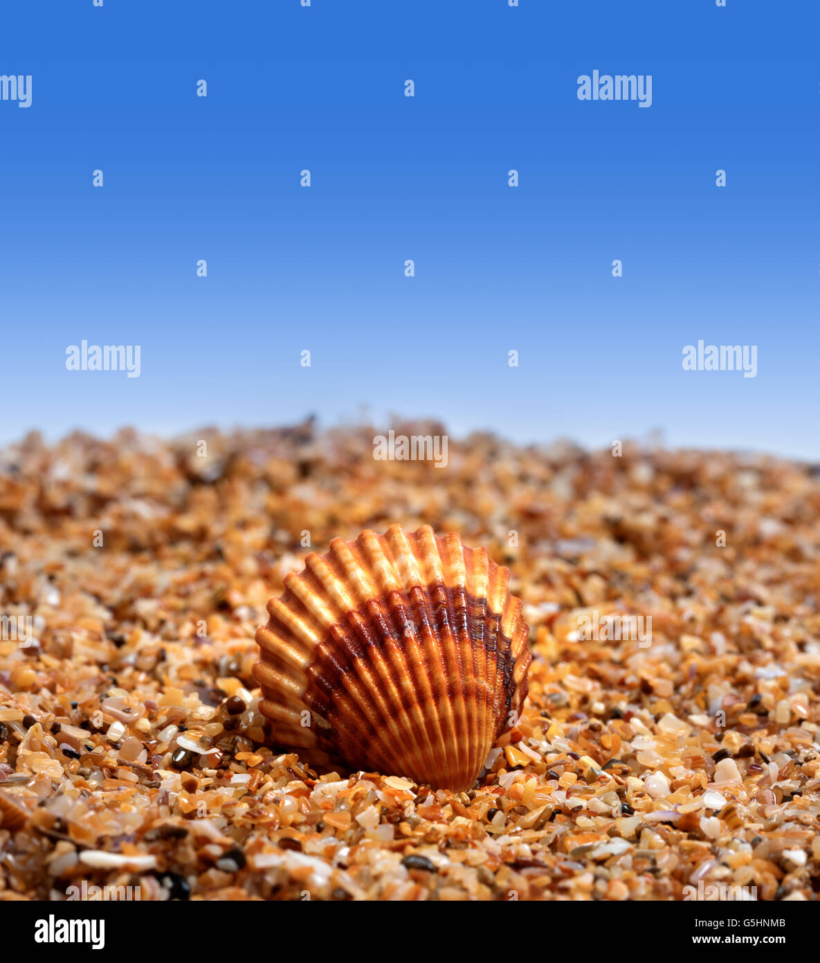 Seashell on sand and blue background with copy space Stock Photo - Alamy
