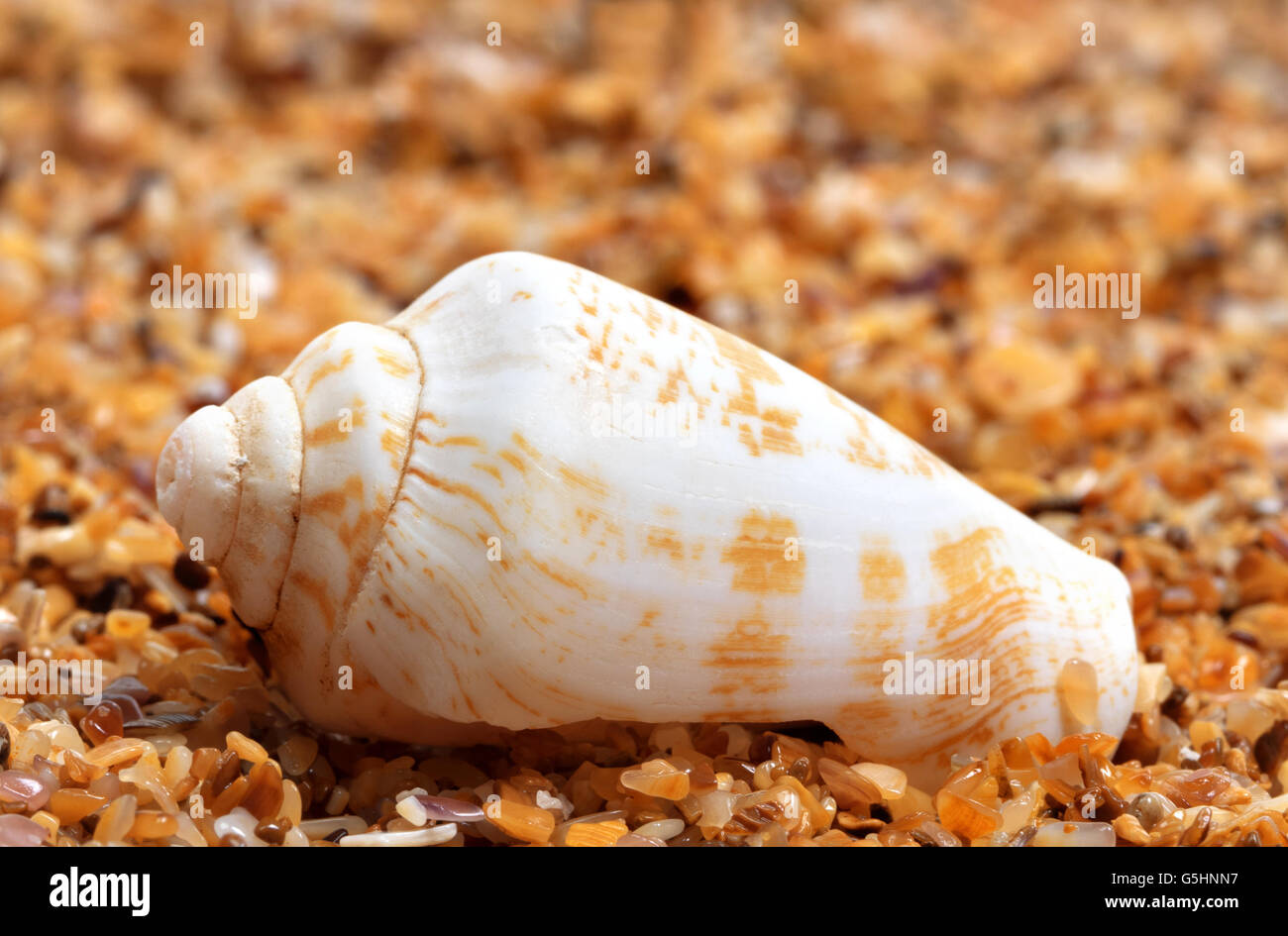 Shell of cone snail on sand at sun day Stock Photo - Alamy