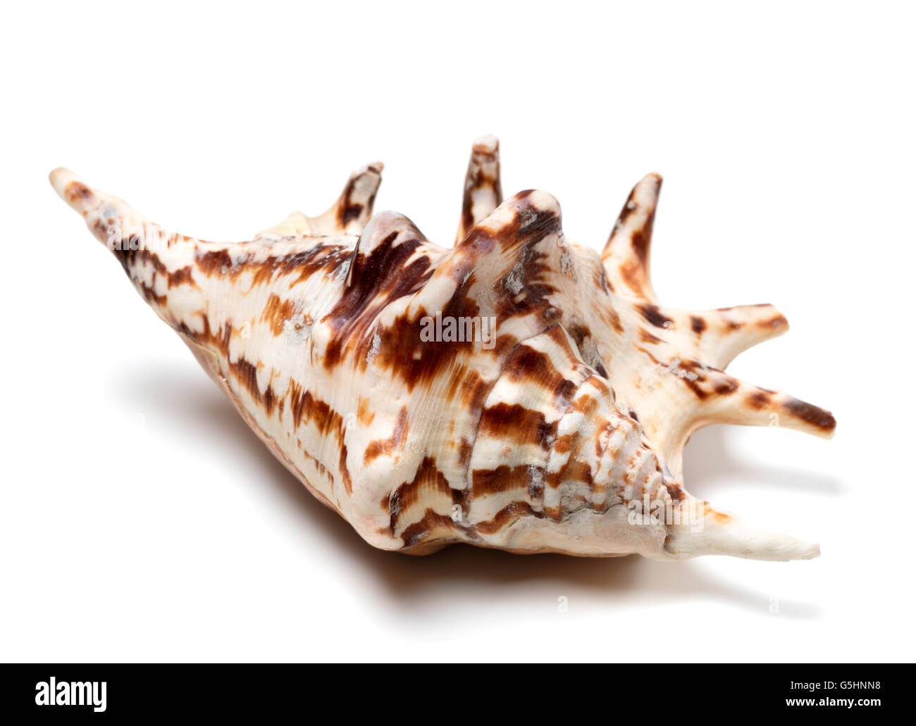 Lambis tiger shell isolated on white background Stock Photo - Alamy