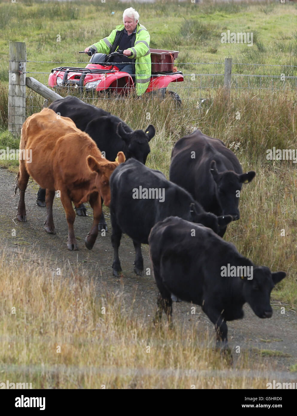 Crofter Iain Macdonald from Staffin on Skye herds up his cows before ...