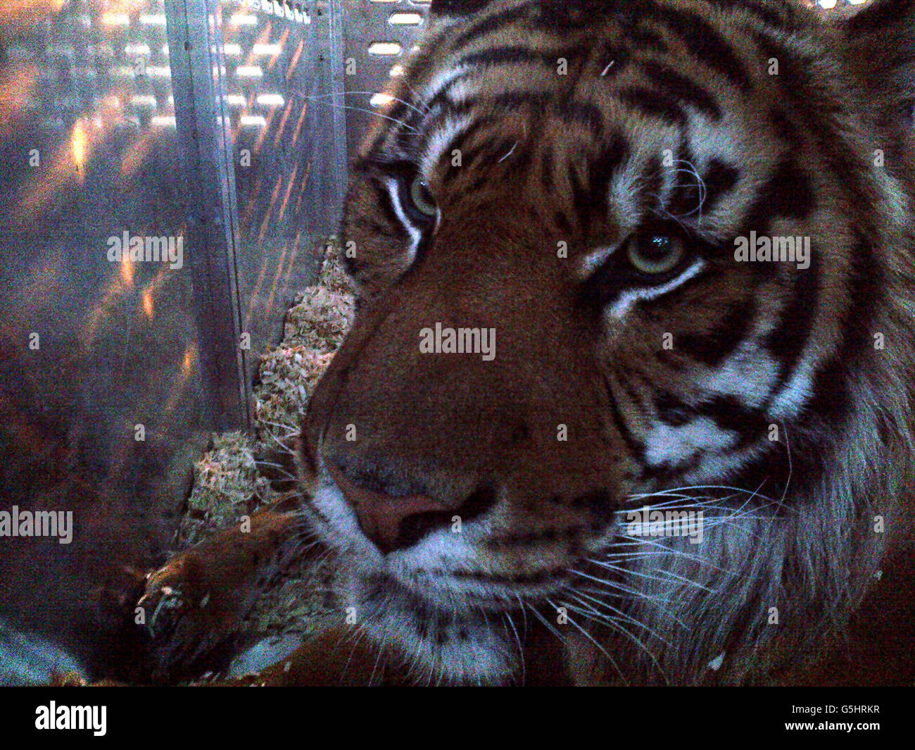Sumatran breeding tiger hi-res stock photography and images - Alamy