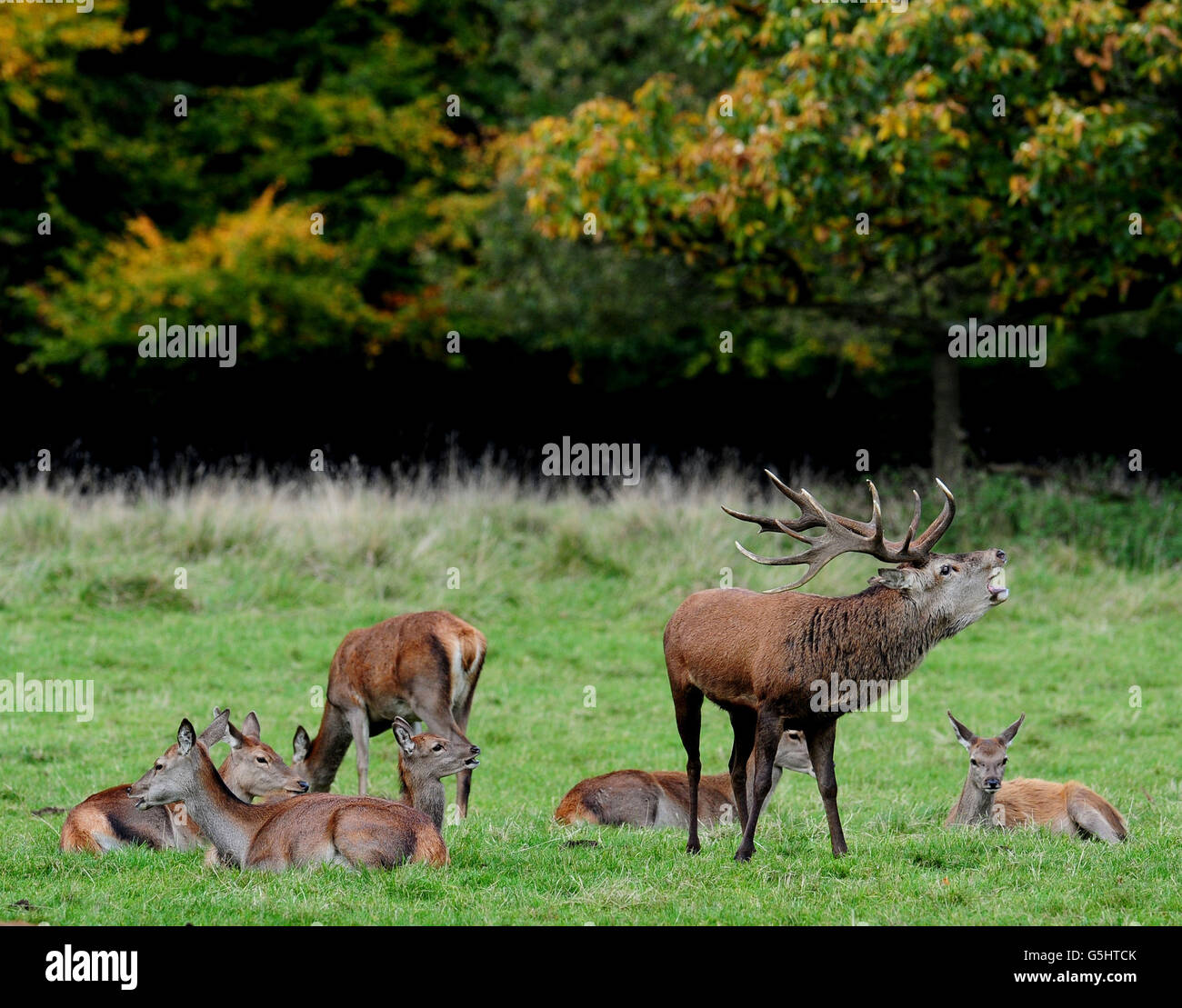 Studley Royal Deer Park deers. A stag bellows as the autumn rutting ...