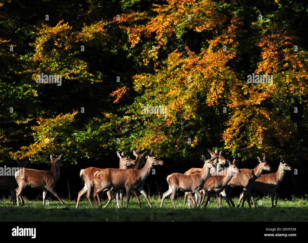 Studley royal deer park hi-res stock photography and images - Alamy