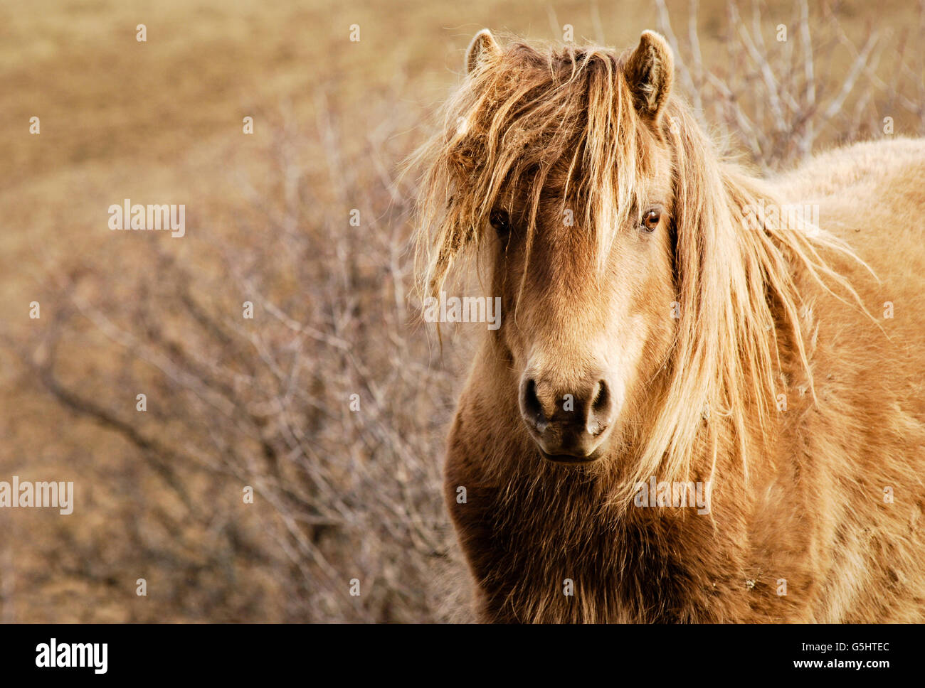 Poney hi-res stock photography and images - Alamy