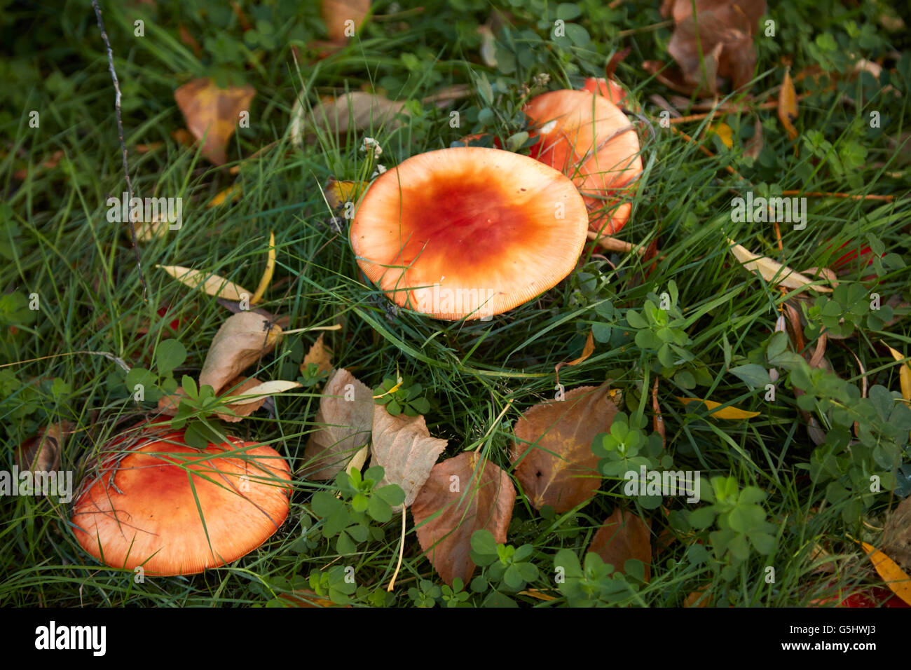 Toadstools near Twizel, Mackenzie District, South Canterbury, South ...