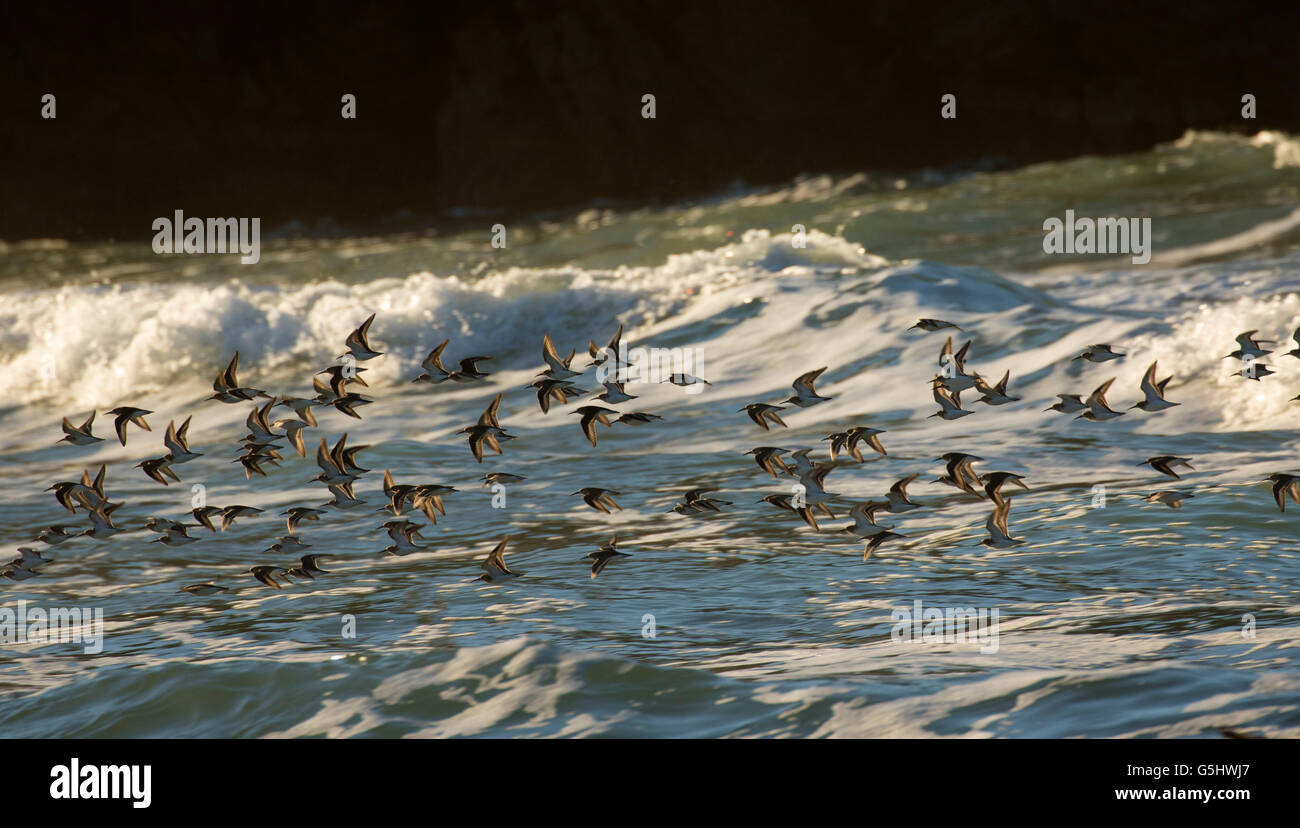 Oregon island national wildlife hi-res stock photography and images - Alamy