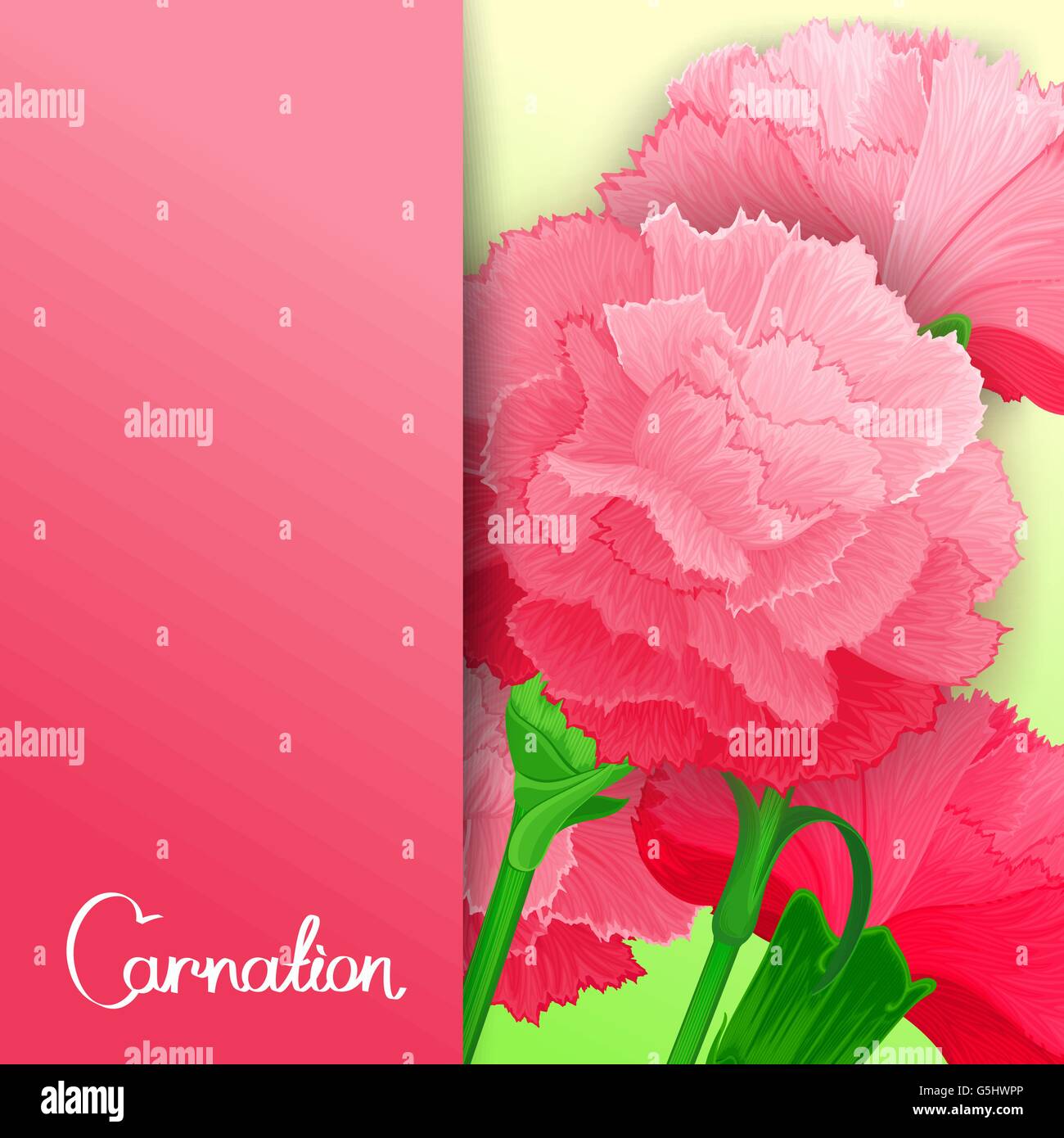Carnation vector hi-res stock photography and images - Alamy