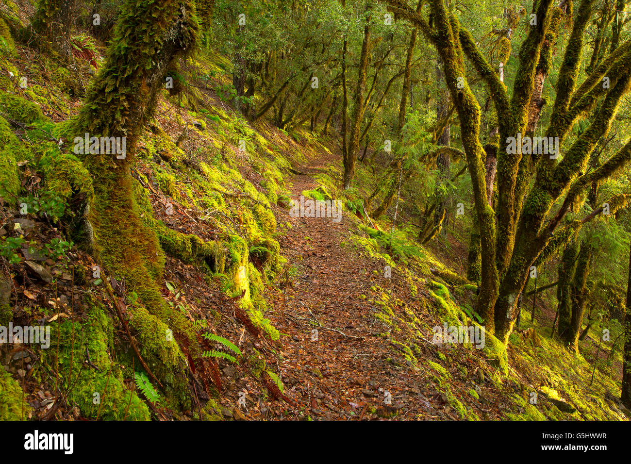 Taylor Creek Trail, Siskiyou National Forest, Oregon Stock Photo - Alamy