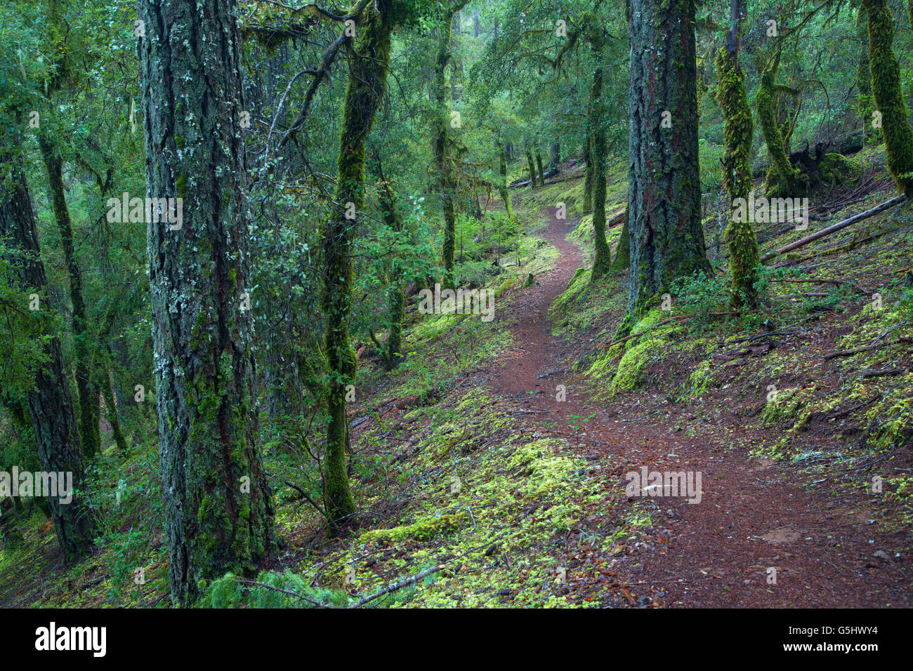 Taylor Creek Trail, Siskiyou National Forest, Oregon Stock Photo - Alamy