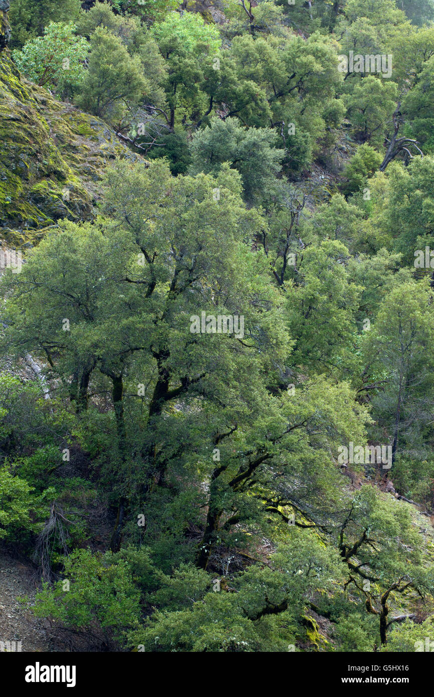 Illinois river trail oregon hi-res stock photography and images - Alamy