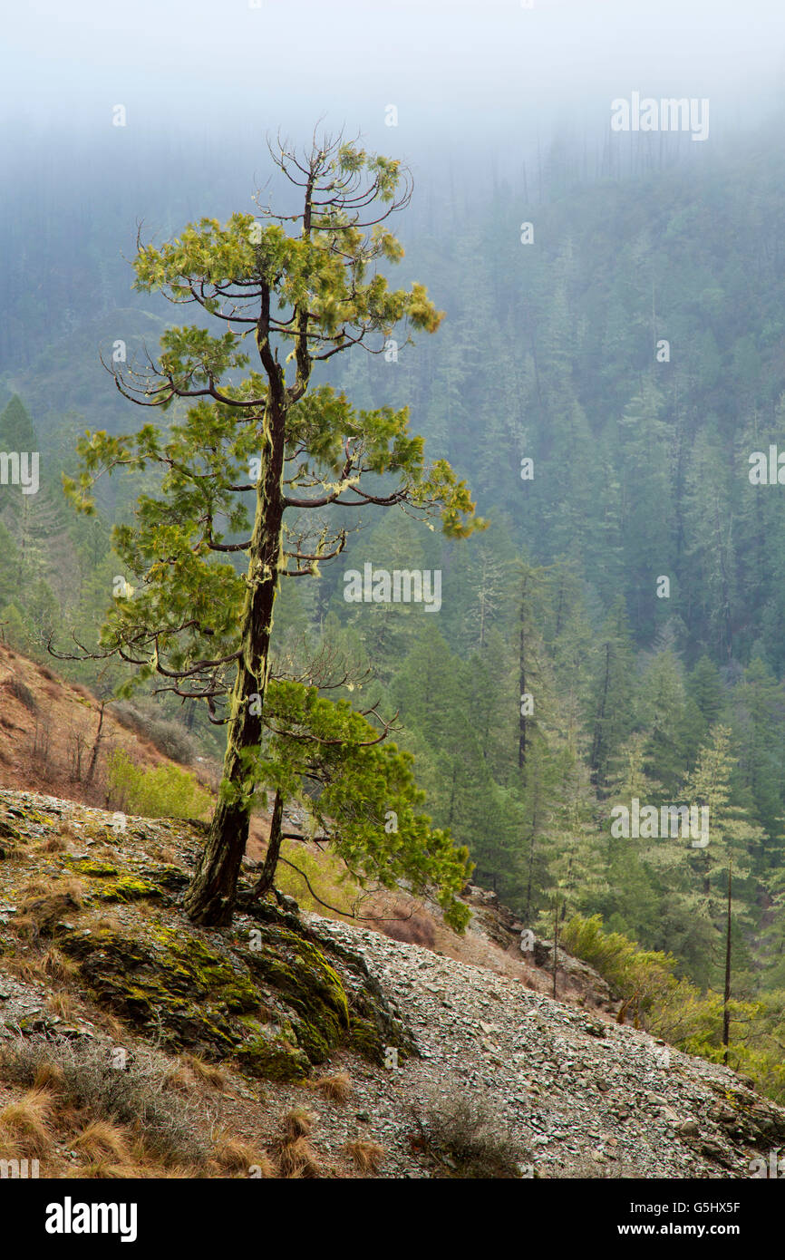 Siskiyou cedar hi-res stock photography and images - Alamy