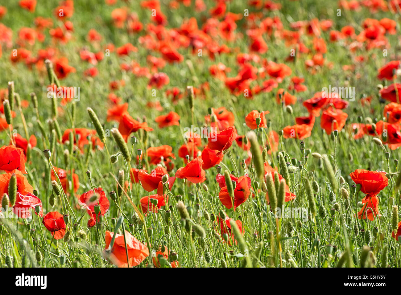 Red corn poppies flowering in an agricultural field Stock Photo - Alamy