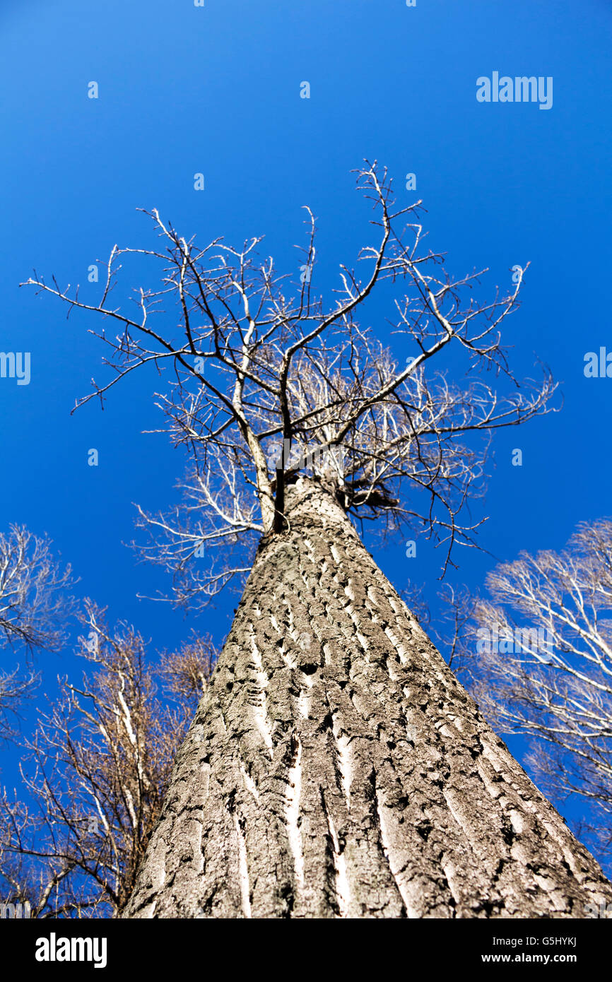Tall tree in the woods Stock Photo - Alamy