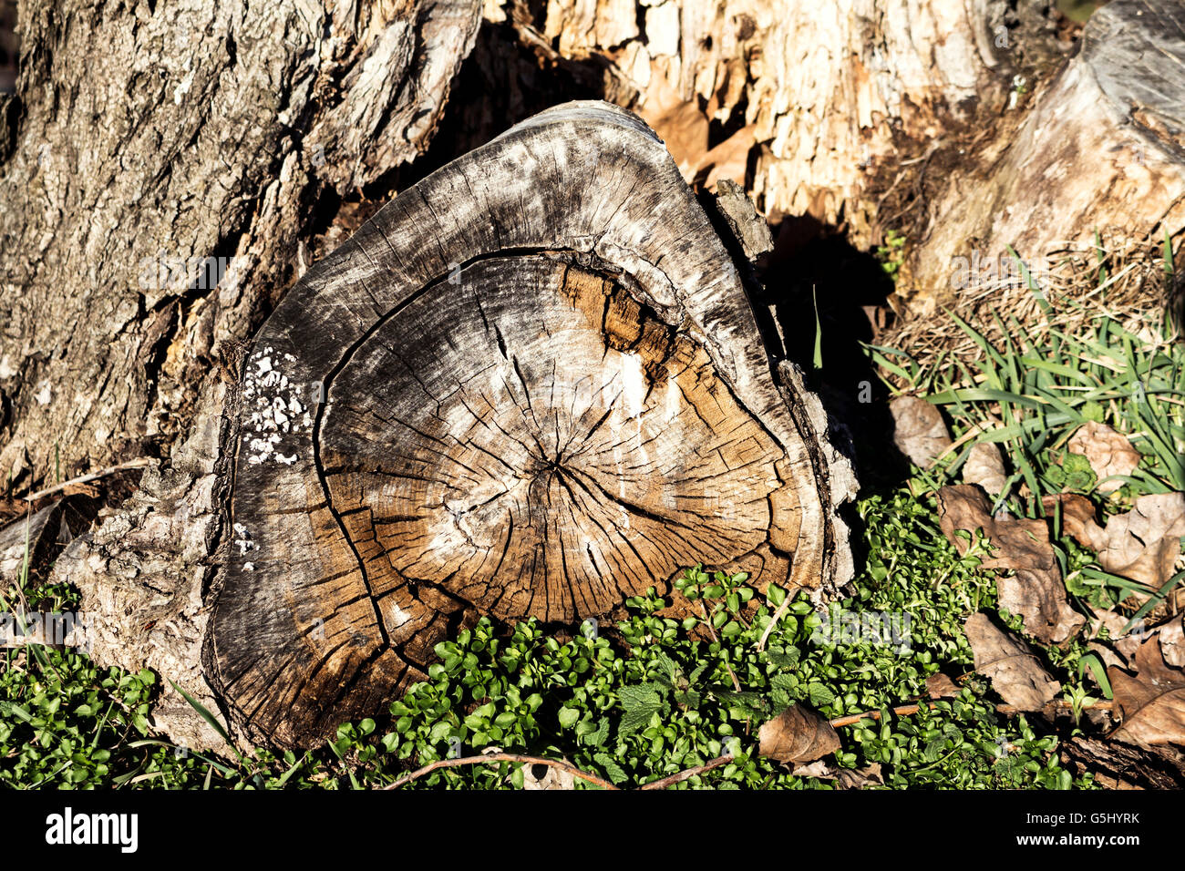 Stump of tree in the woods Stock Photo - Alamy