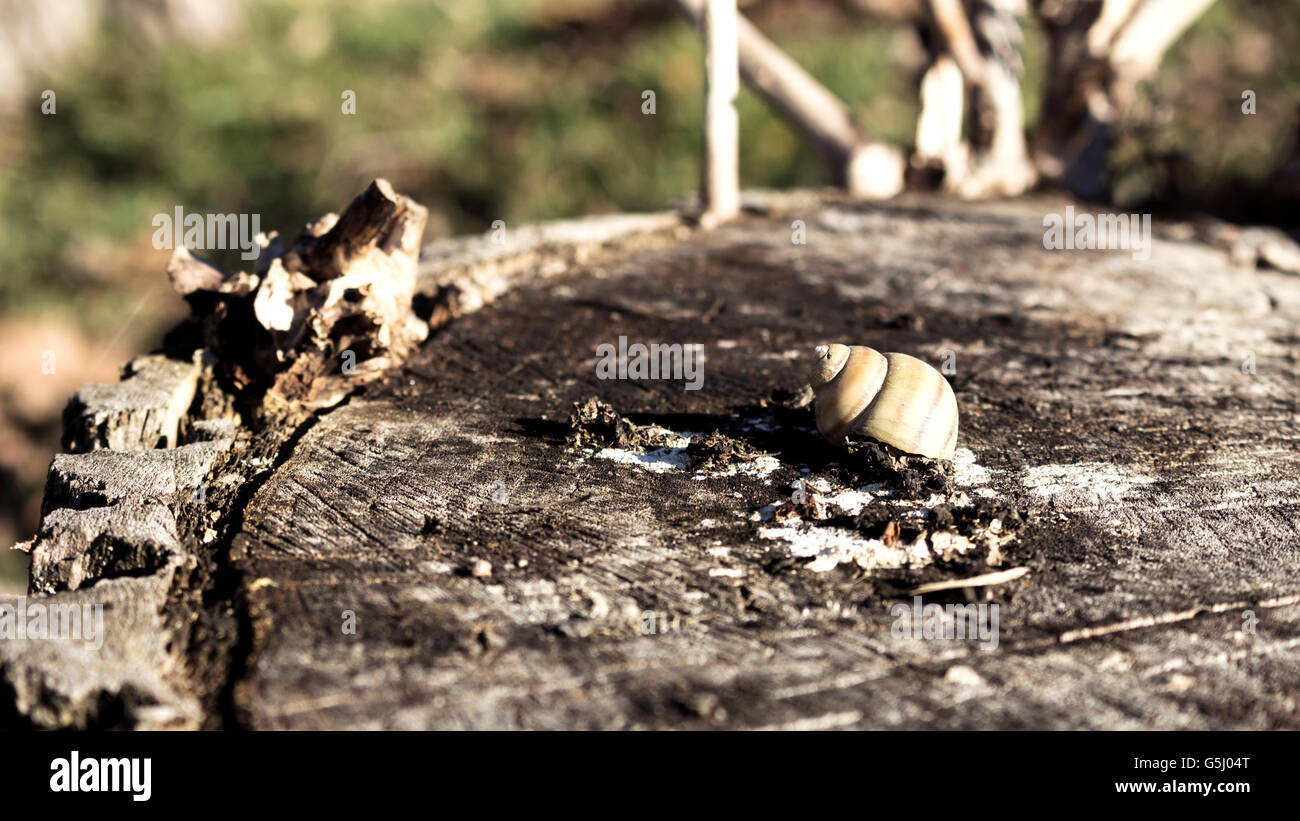Snail shell on a wood log with amazing background Stock Photo - Alamy