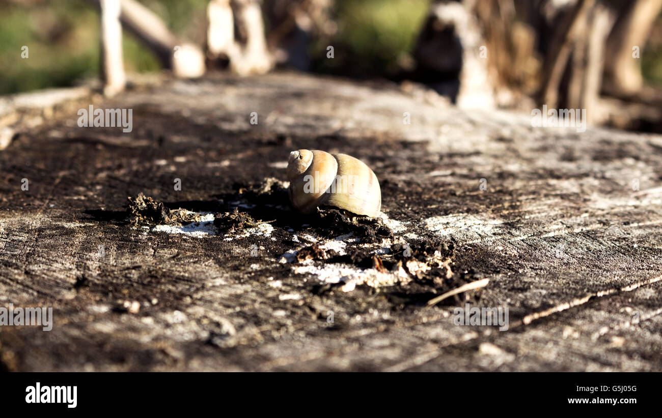 Snail shell on a wood log with amazing background Stock Photo - Alamy