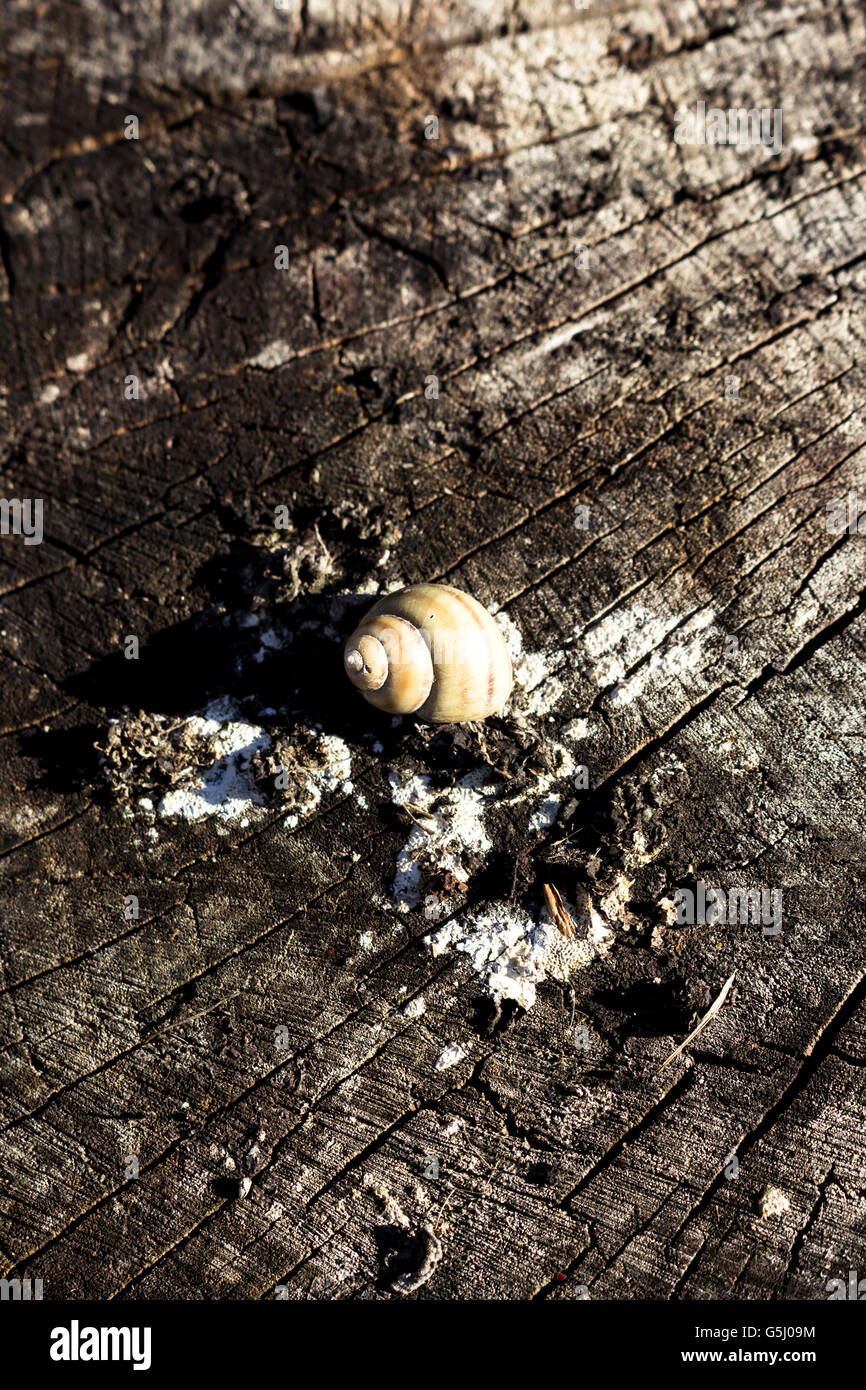 Snail shell on a wood log with amazing background Stock Photo - Alamy