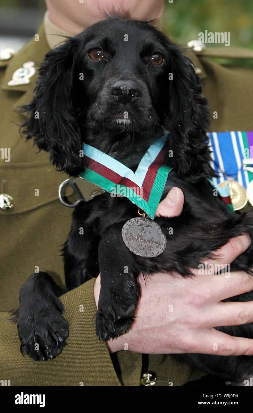 Pdsa dickin medal hi-res stock photography and images - Alamy