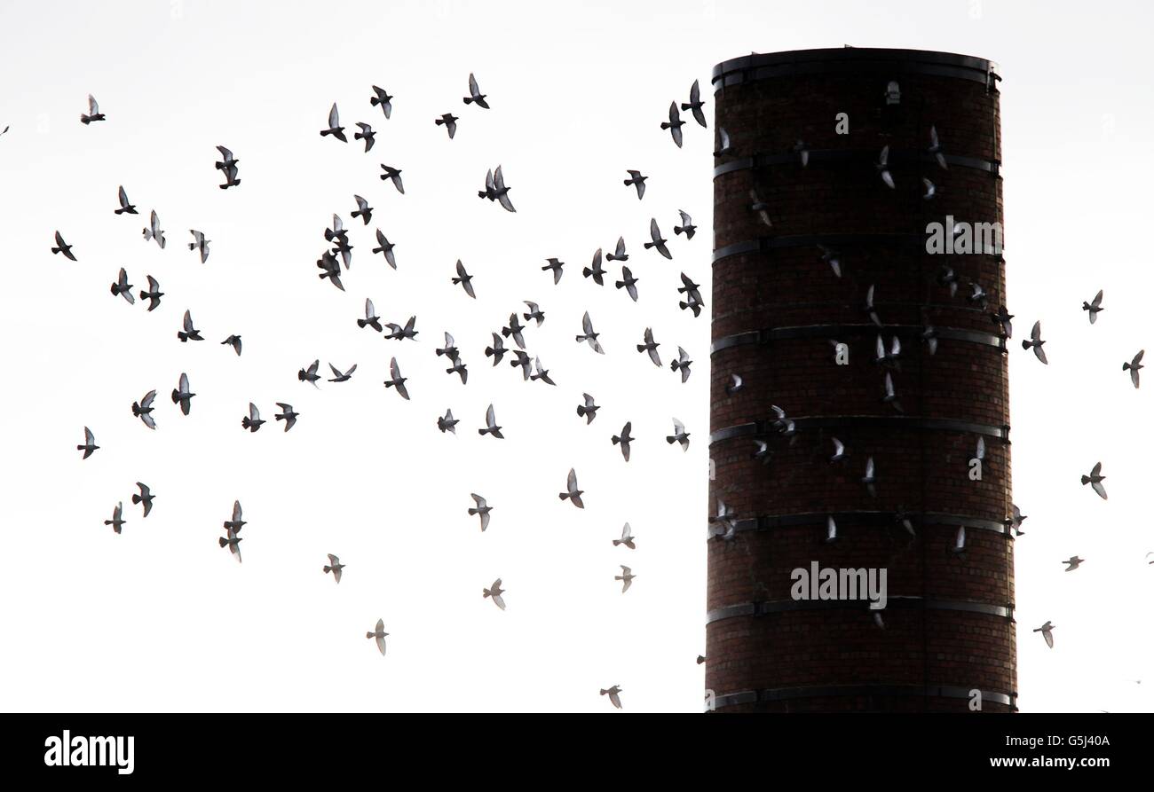 Birds fly in formation hi-res stock photography and images - Alamy