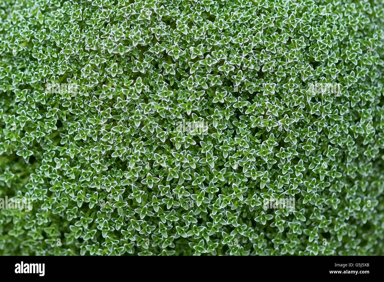 Repeating pattern in nature of a beautiful green hedge shrub Stock ...