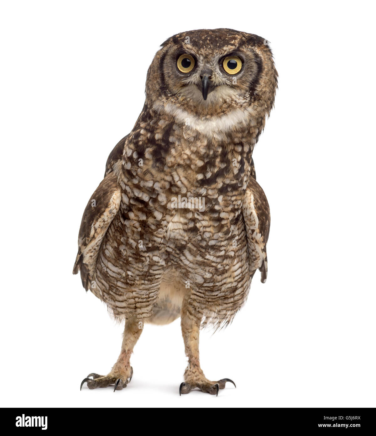 Spotted eagle-owl - Bubo africanus (4 years old) in front of a white ...