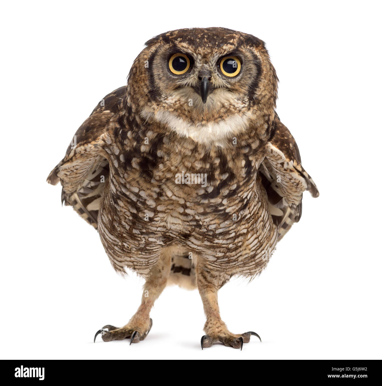 Owl front facing hi-res stock photography and images - Alamy