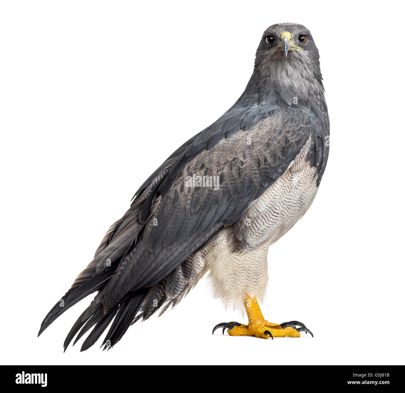 Chilean blue eagle hi-res stock photography and images - Alamy
