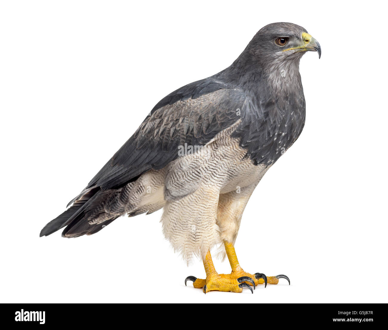 Chilean blue eagle hi-res stock photography and images - Alamy