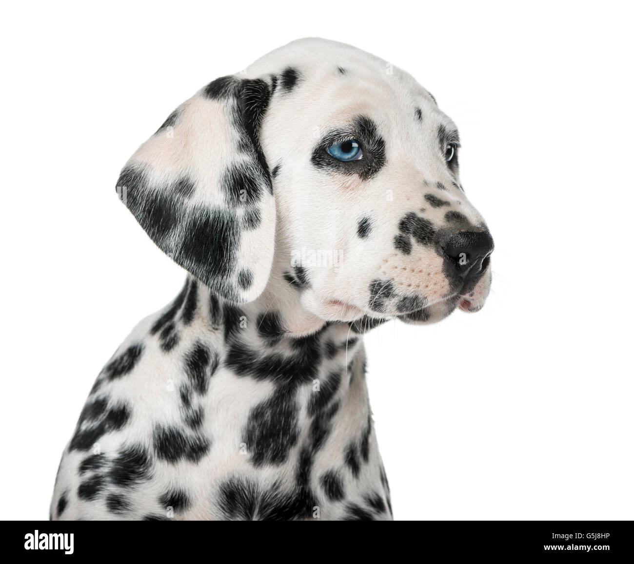 Dalmatian hi-res stock photography and images - Alamy