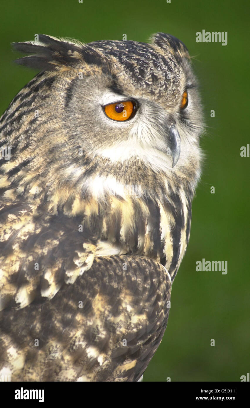 London Eagle Owl Stock Photo - Alamy