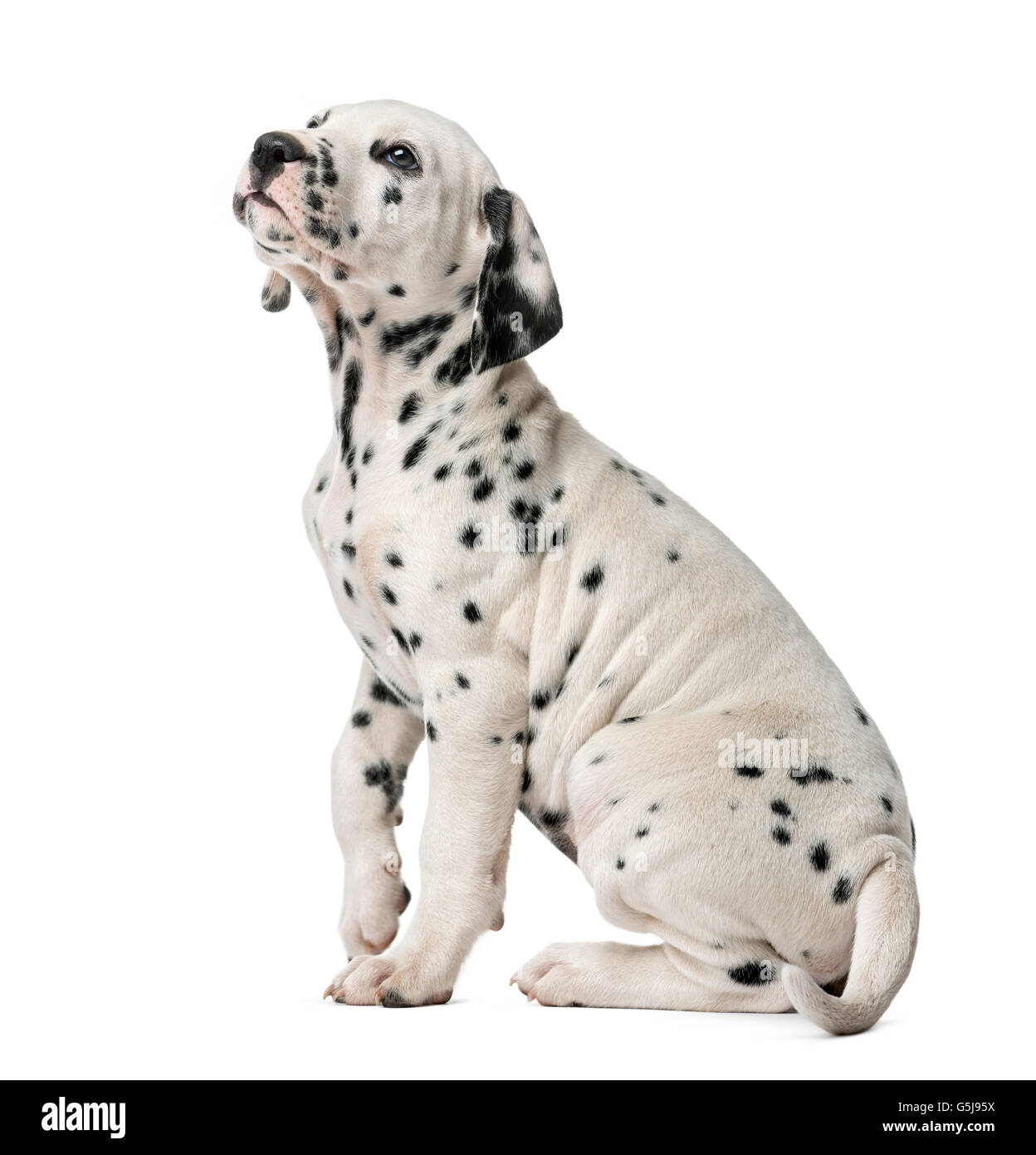Dalmatian puppy sitting in front of a white background Stock Photo - Alamy